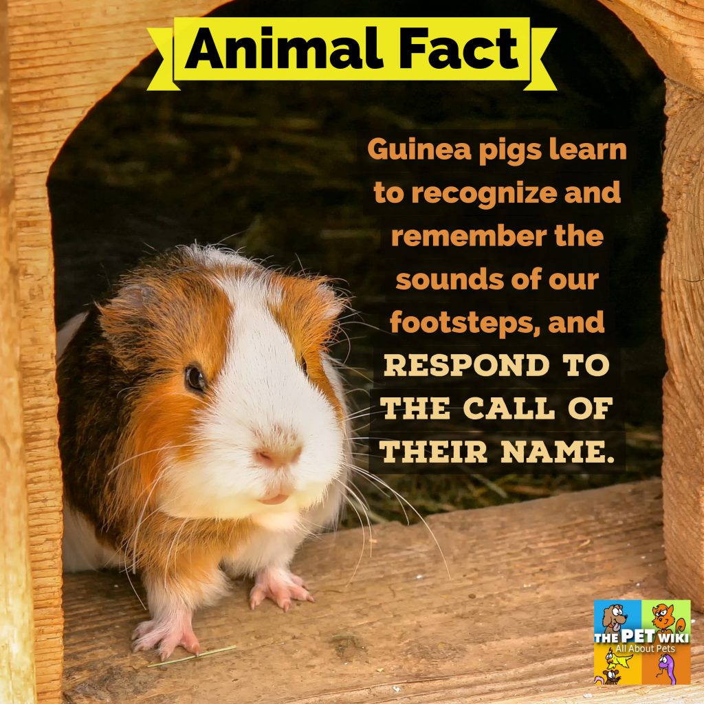 Guinea pigs recognize their names and our footsteps (1) - The Pet Wiki