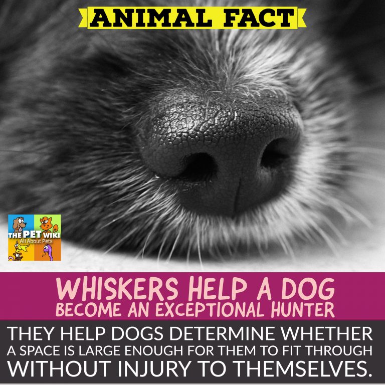 Why Do Dogs Have Whiskers - The Pet Wiki