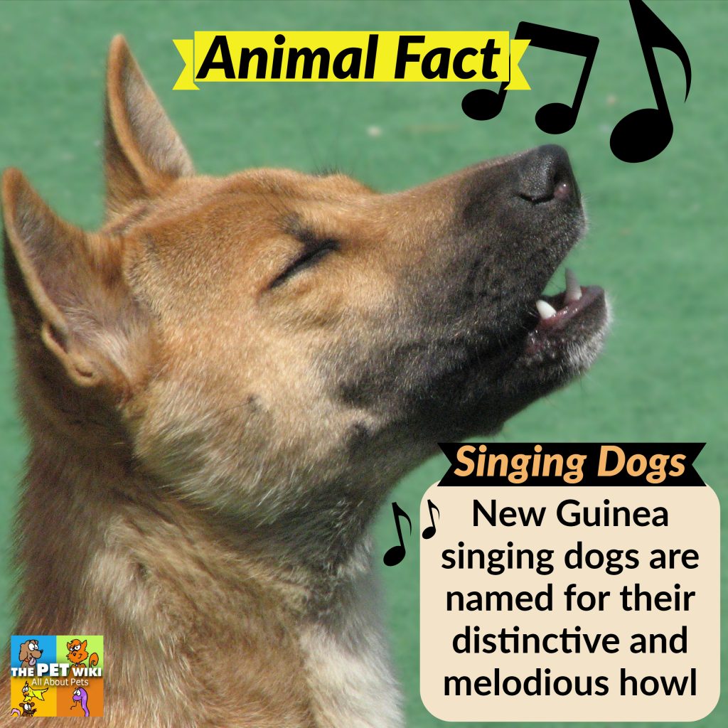 Singing Dogs - The Pet Wiki
