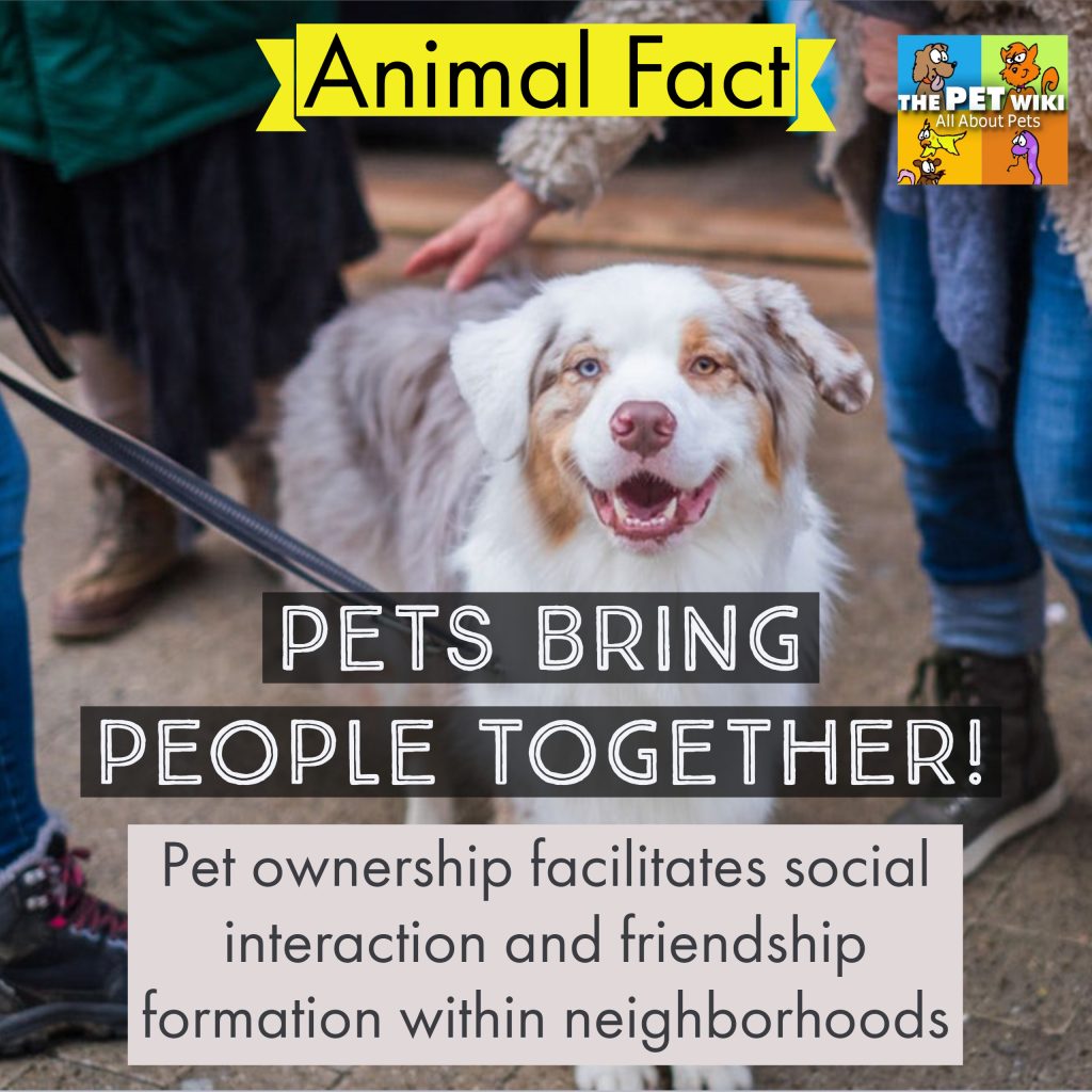 Pets Bringing People Together - Pets Impact on Our Social Life - The ...