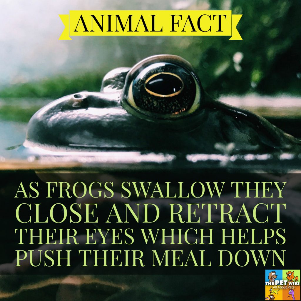 How Frogs Eat Their Prey - The Pet Wiki